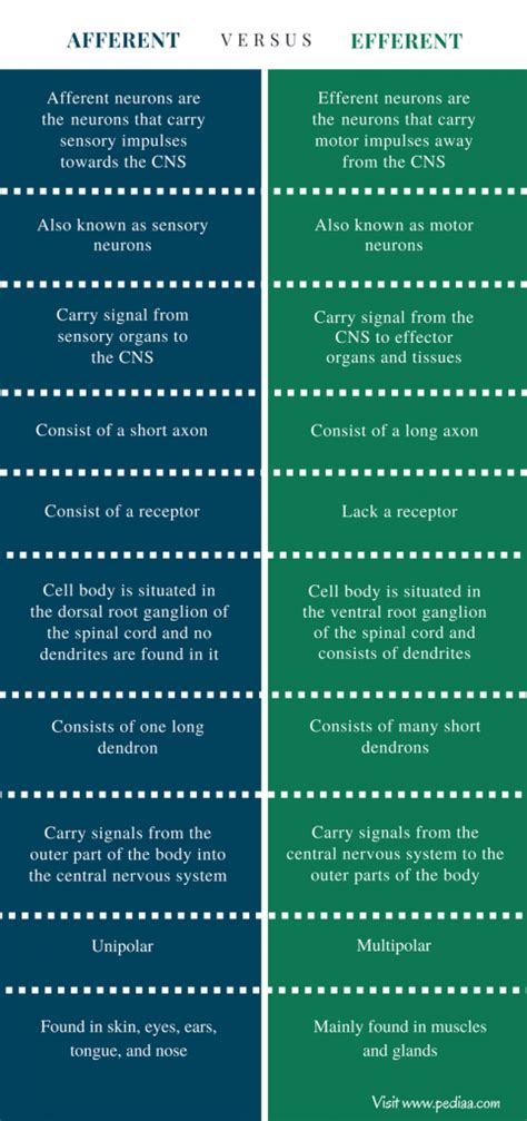 Difference Between Afferent And Efferent Definition Features Function