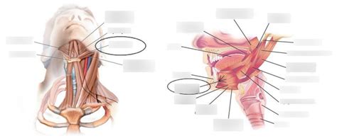 Usu Phonatory System Elevators Diagram Quizlet