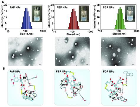 Preparation Characterization A Size Distribution Measured Using The Download Scientific