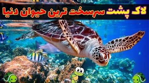 لاک پشت قدیمی ترین حیوان دنیا ｜ لاک پشت ها سنگین ترین خزنده دنیا نماشا