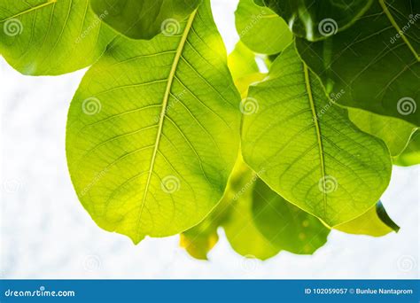 Fresh Green Tree Leaf Leaves In A Forest Framing Stock Image Image Of