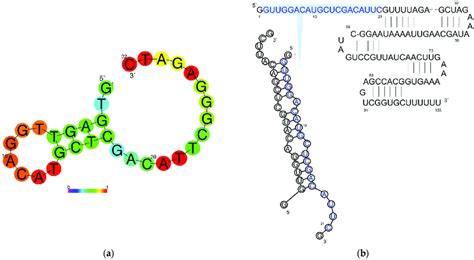 The Possible Secondary Structure Of Ssdna1 A And Guide Rna B