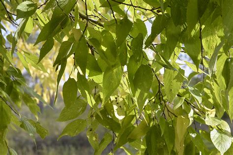Common Hackberry Illinois Pollinators