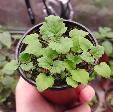 Catnip Live Plant Nepeta Cataria Etsy Catnip Live Plant Nepeta Cataria Etsy