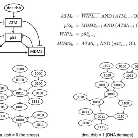 the p53 mdm2 boolean gene regulatory network the state of the system
