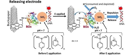 Electrochemically Triggered Electrostatic Release Of Immobilized Dna