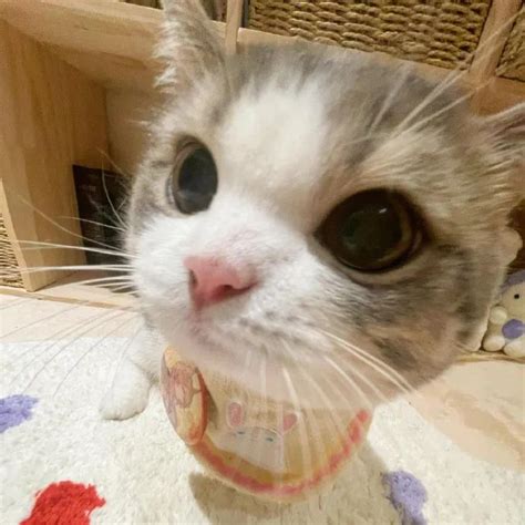 大眼萌猫可爱爆表，头戴饰品萌化人心 猫咪情侣头像表情包图片动图 求表情网 斗图从此不求人