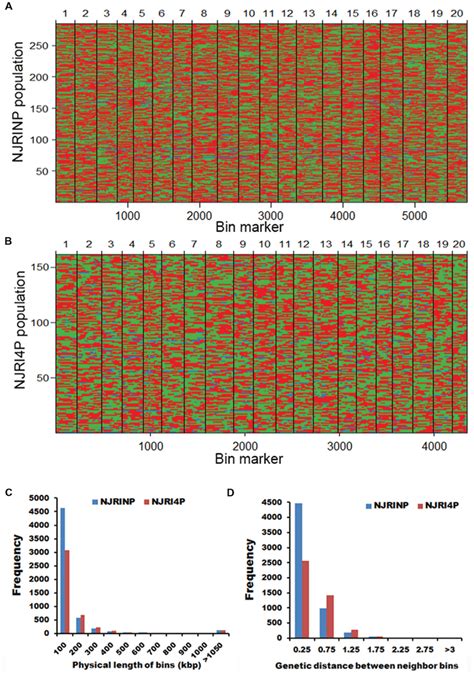 Recombination Bin Maps Of Njrinp And Njri4p Populations A Bin Map Of Download Scientific