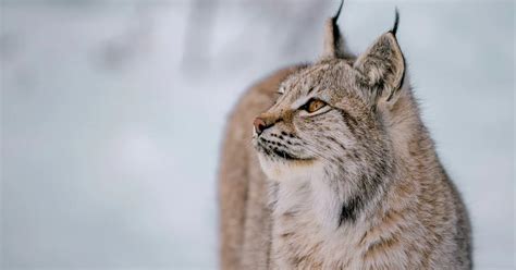 React Native Vs Lynx Js