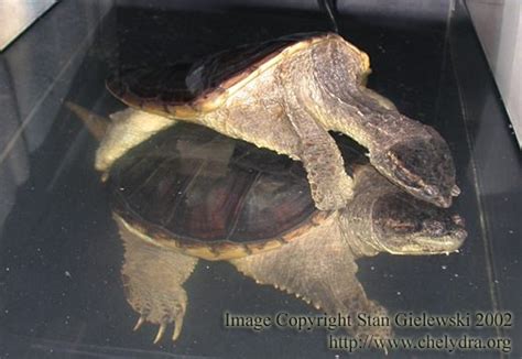 Chelydra Org Snapping Turtle Reproduction