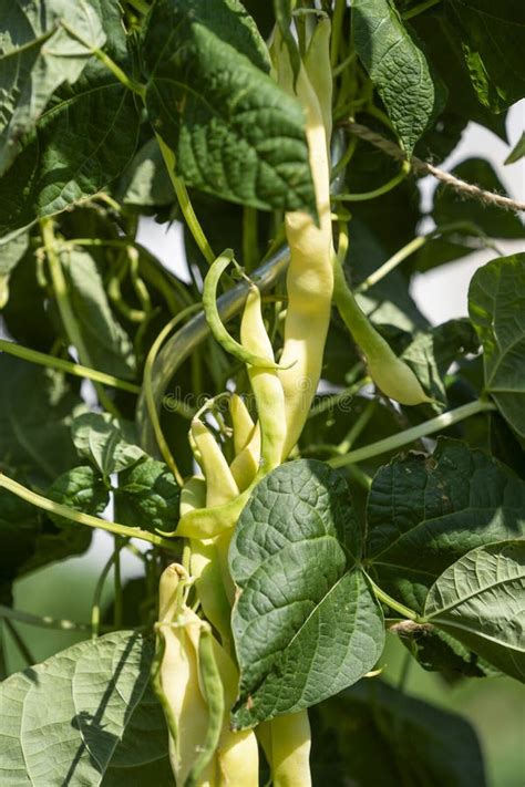 Yellow Pole Beans Growing In The Garden In Summer Stock Image Image