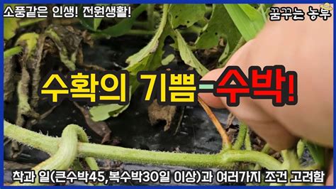 꿈꾸는농부 수박을 수확했습니다수박 수확시기수박 착과전원생활꿈꾸는텃밭farming농사노하우 Youtube