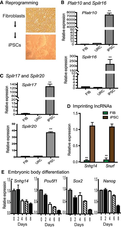 Profiling The Long Noncoding Rna Interaction Network In The Regulatory