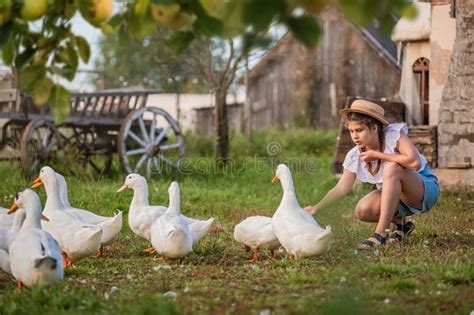 Young Girl Feeds A Group Of White Ducks And Geese In A Rural Setting