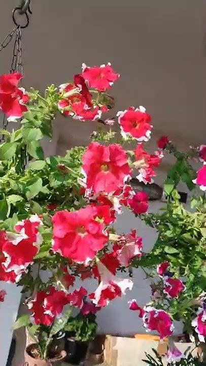 Evergreen Garden Youtube