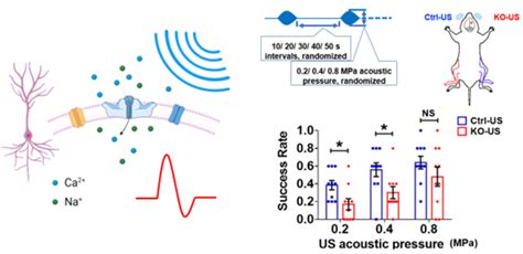 The Piezo1 Genes Role In Focused Ultrasound Brain Neuromodulation Focused Ultrasound Foundation