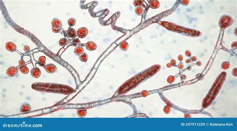 Fungi Trichophyton Mentagrophytes 3d Illustration Royalty Free Cartoon