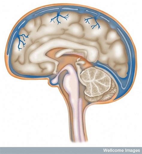 The Very Intelligent Choroid Plexus Epithelial Cell Artofit