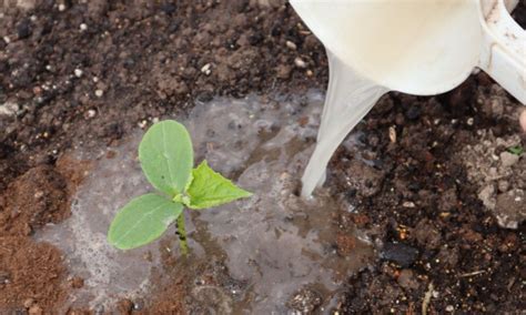Огірки у відкритому ґрунті зійшли що робити далі