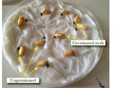 Durum Wheat Germination Test With Sinapia Arvensis L Download Scientific Diagram