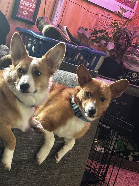 Just Doing Corgi Stuff R Corgi