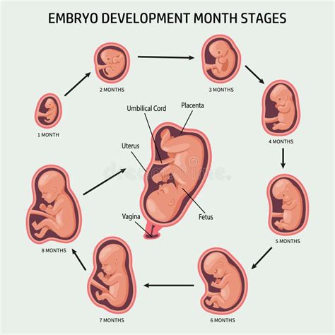 Embryo In The Womb Set Development And Growth Of The Fetus At