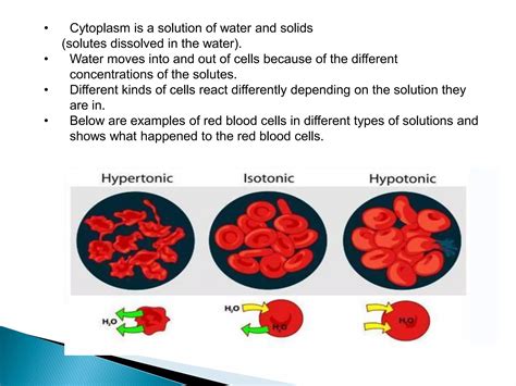 OSMOSIS PDF