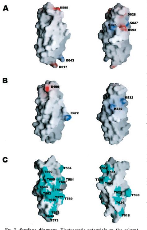 Figure 3 From Solution Structure Of The Fibronectin Type Iii Domain