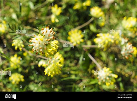 Fragrant Yellow Flowers Hi Res Stock Photography And Images Alamy