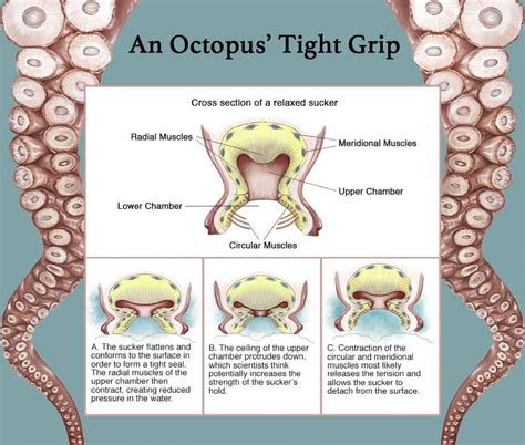 Heres Everything You Want To Know About Octopus Suckers Octonation
