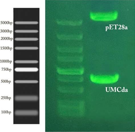 Cloning Isolation And Characterization Of Novel Chitinase Producing Bacterial Strain Um01