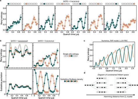local observables and entanglement entropy for quantum many body