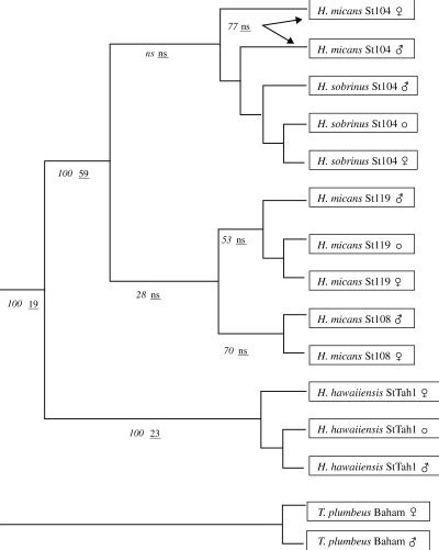 Cladogram Constructed By Using The Maximum Likelihood Optimality Download Scientific Diagram Cladogram Constructed By Using The Maximum Likelihood Optimality Download Scientific Diagram
