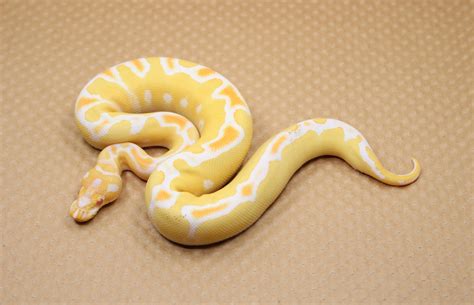 albino clown ball python by juggernaut reptiles morphmarket