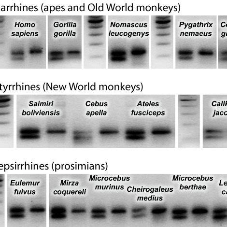 Successful Sexing In XX Primate Species The Primers Were Successfully Download Scientific