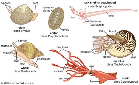 Phylum Mollusca Quiz