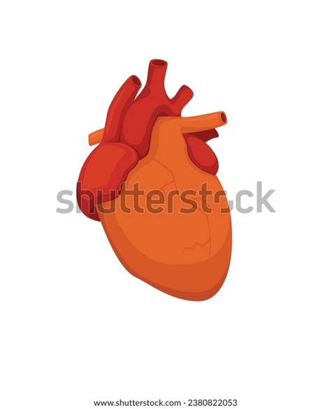 Anatomically Correct Heart Venous System Icon Stock Vector Royalty Free 2380822053 Shutterstock
