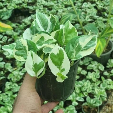 خرید و قیمت پتوس ارتشی سایت گل و گیاه