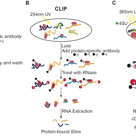 2 An Overview Of Techniques Used To Interrogate In Vivo Rna Protein Download Scientific