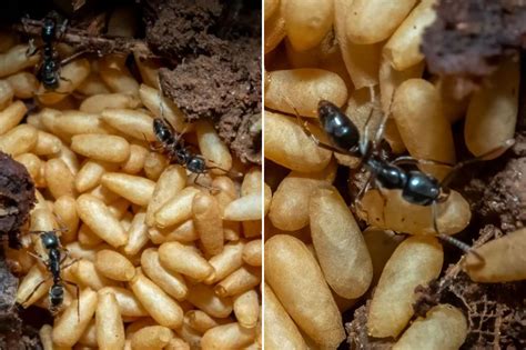 Invasive Asian Insects Spreading Across 20 Us States Can Cause Hives