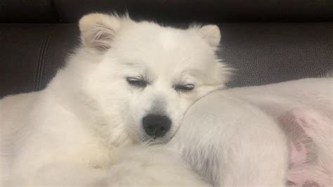 막내뿌꾸 엉덩이 베고 자는 엄마 Youtube