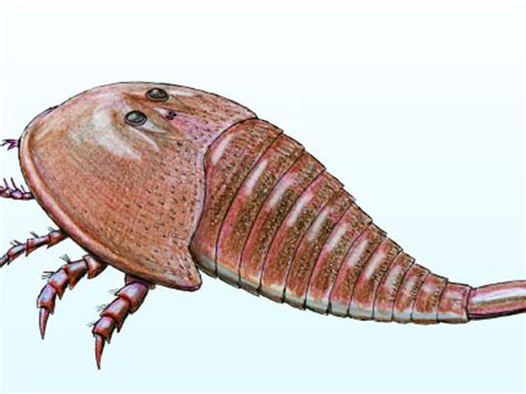 Sea Scorpion Fossil Sea Scorpion Fossil