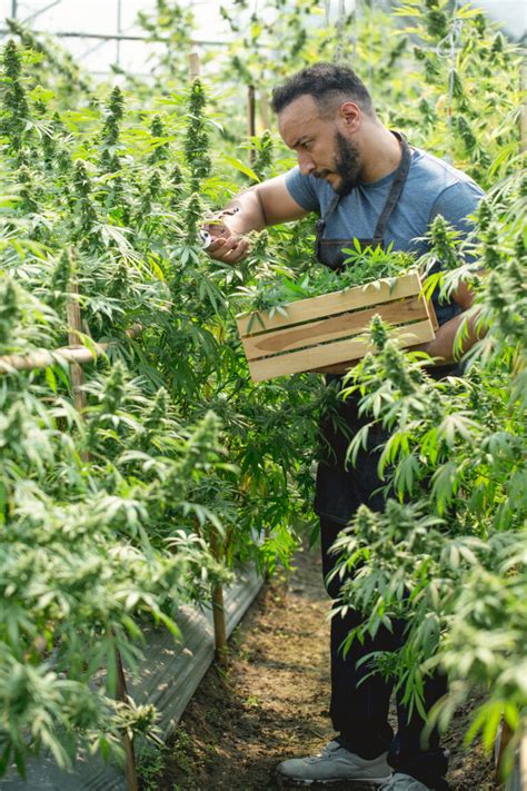 Nutrient Dosing Systems Emerald Harvest