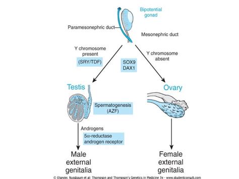 The Sex Chromosomes And Their Abnormalities Ppt