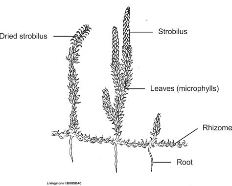 Lycopodium Sp · Biodidac