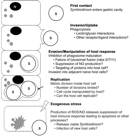 Schwarz Understanding Intracellular Figure Schwarz Lab
