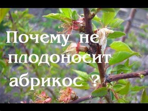 Почему не плодоносит абрикос. (ч.2) | Растения, Садовые деревья ...