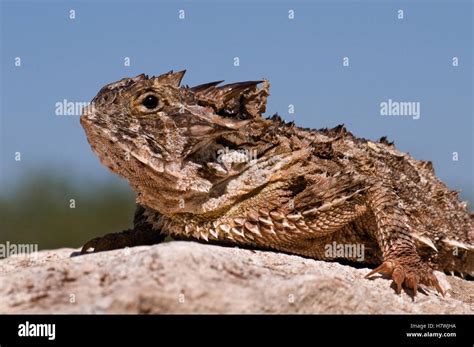 Texas Horned Lizard Phrynosoma Cornutum Sunning On A Rock Texas