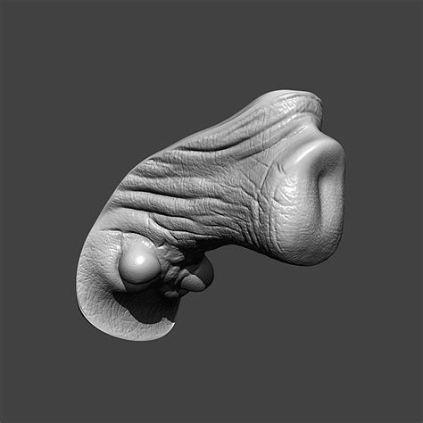 D Rhino Genitals Highpoly Sculpt TurboSquid