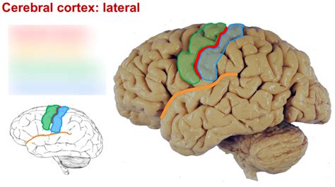Diagram Of 4 Cerebral Cortex Lateral View Quizlet